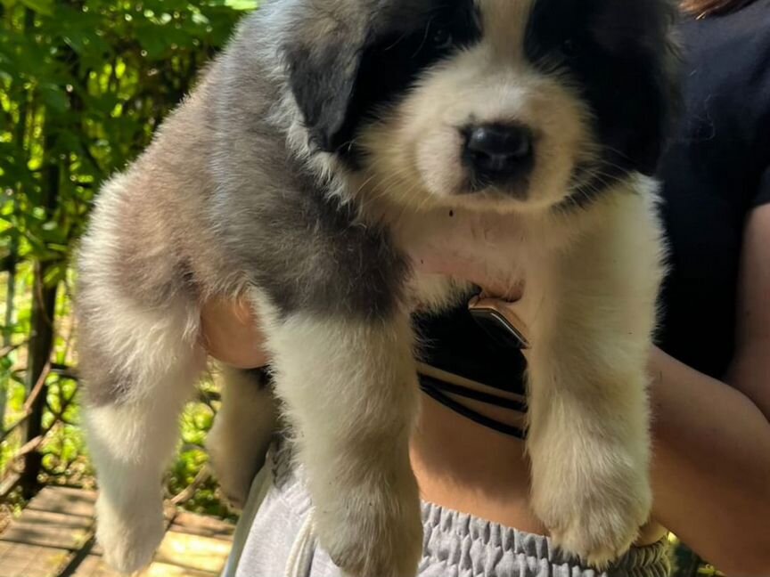 Московская сторожевая