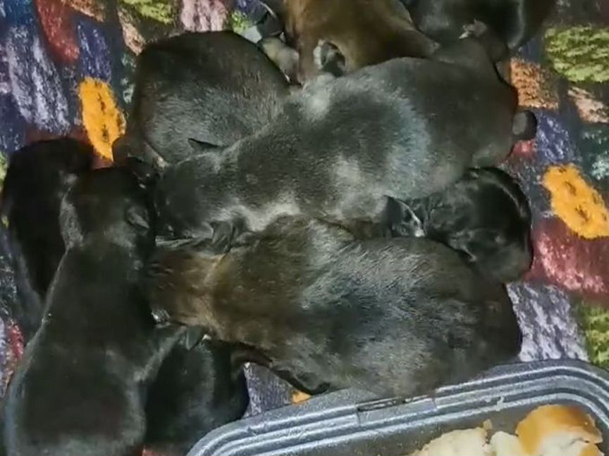 Нужна помощь щенкам с мамой погибают на улице