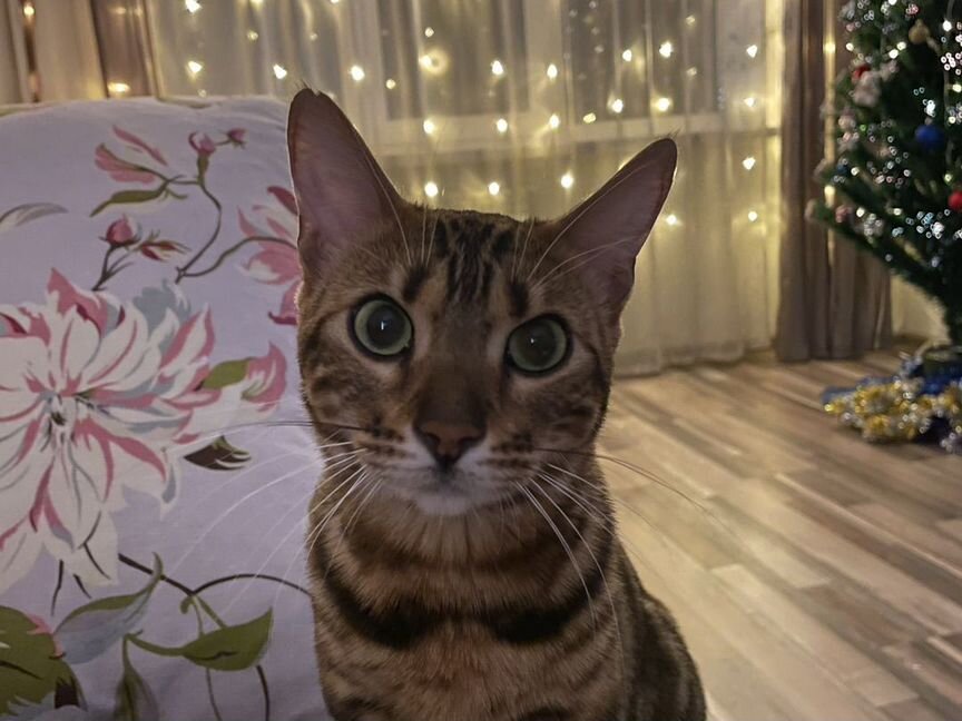 Бенгальская кошка