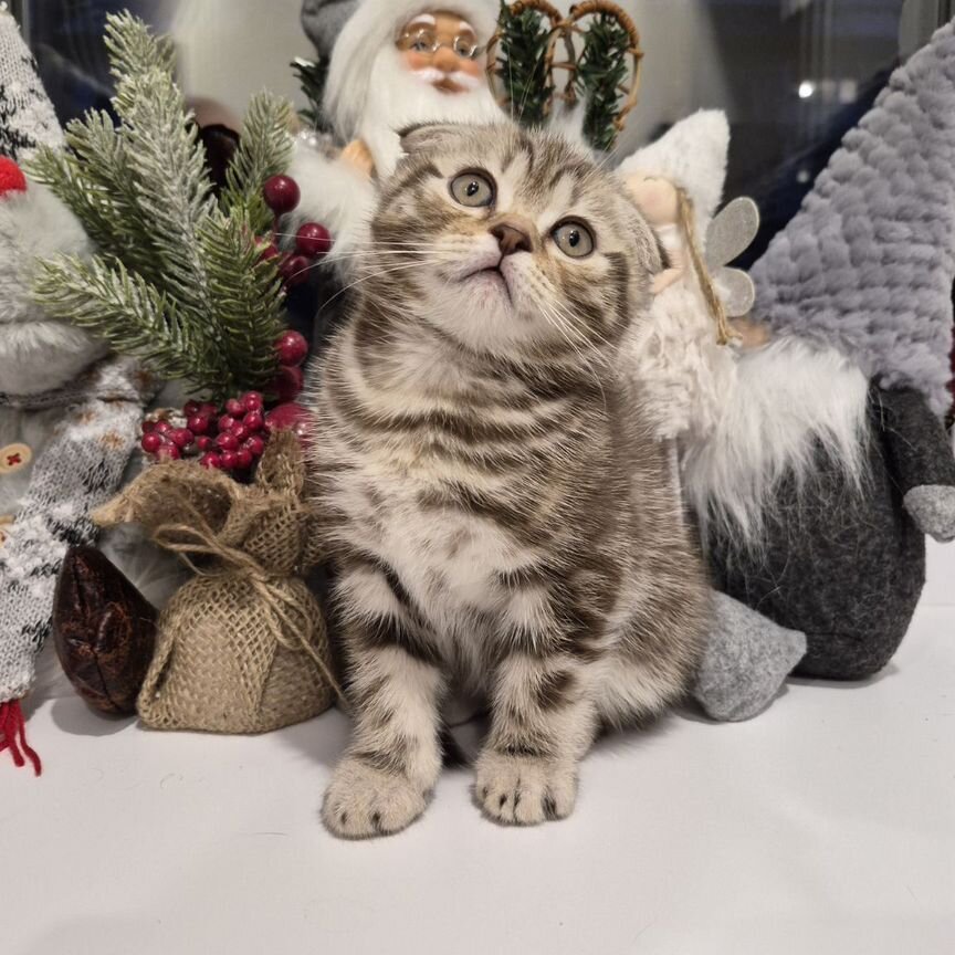 Шотландский вислоухий короткошёрстный котёнок