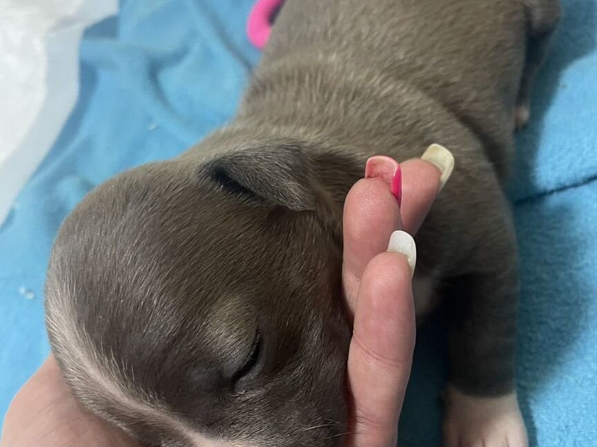 Девочка чихо-стафф крупная