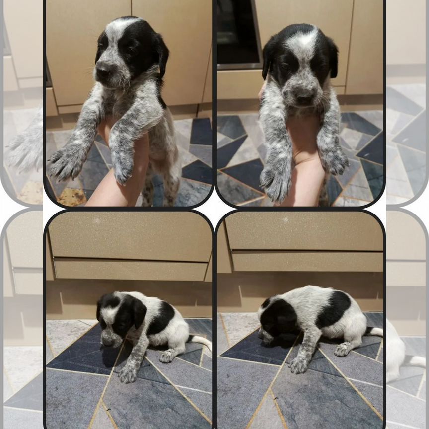 Щенок в добрые руки