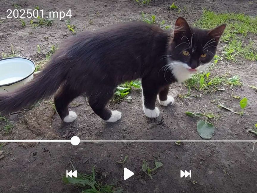 Котята отдам бесплатно