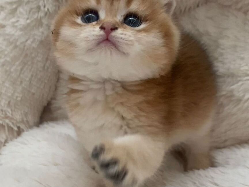 Шотландские вислоухие котята