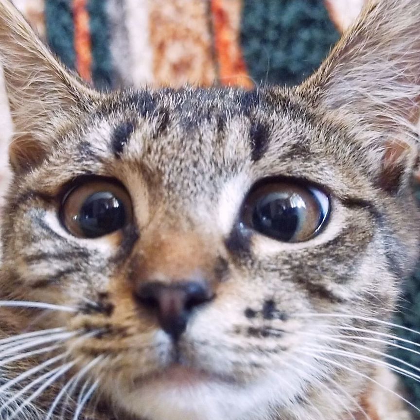 Косоглазая крошка