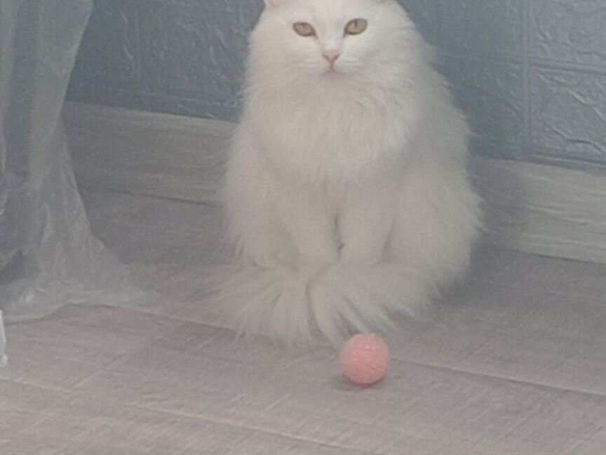 Белоснежный красавица