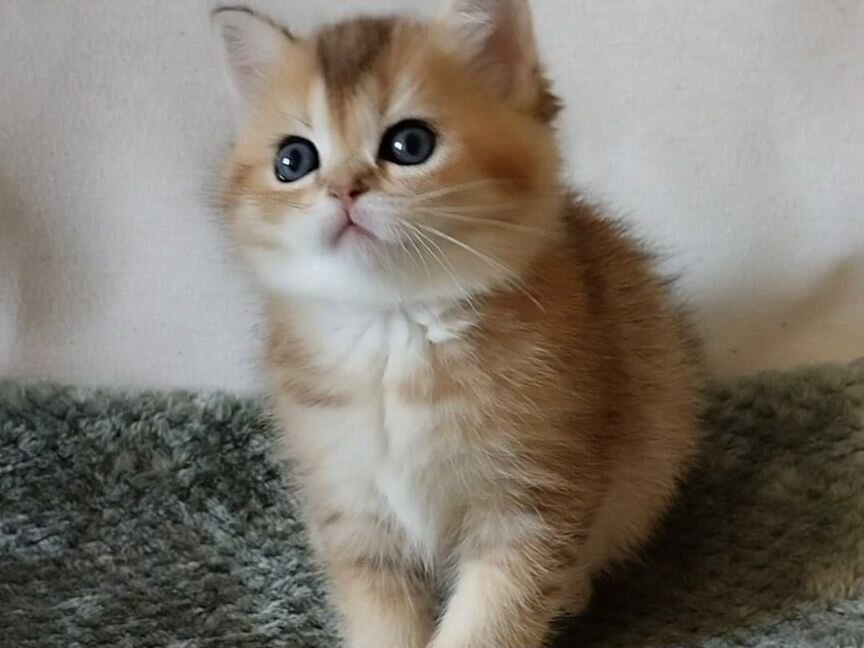 Шотландская золотая