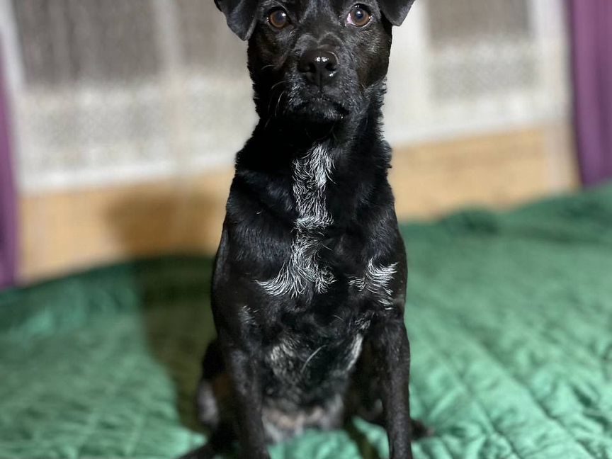 Собака в добрые руки