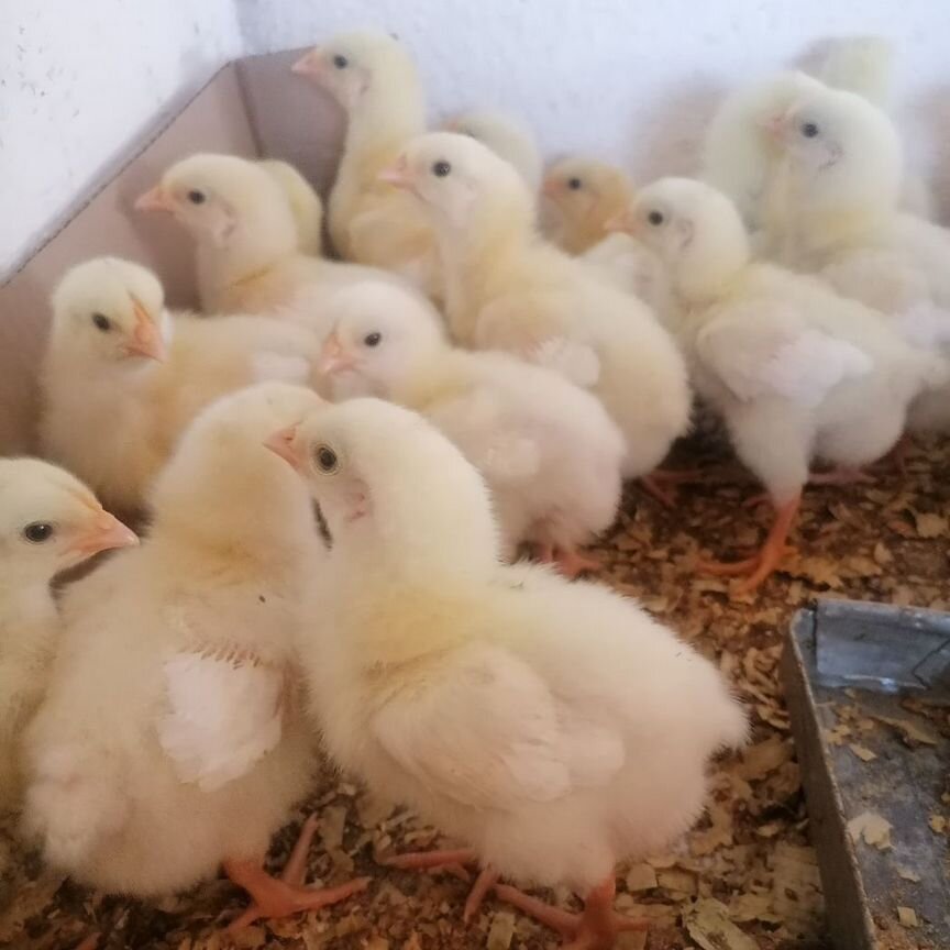 Цыплята бройлеры кобб 500 подрощенные