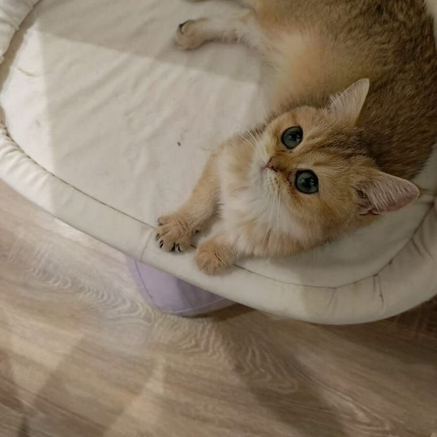 Шотландский котик