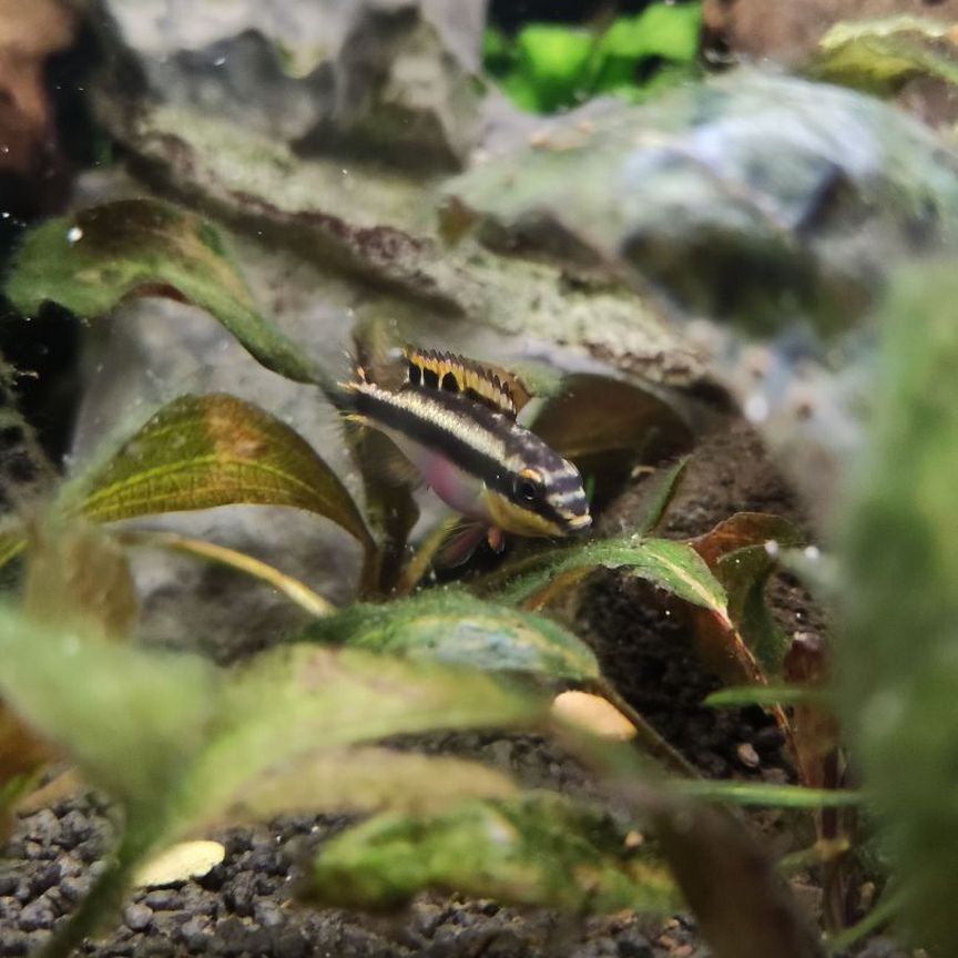 Пельвикахромис пульхера