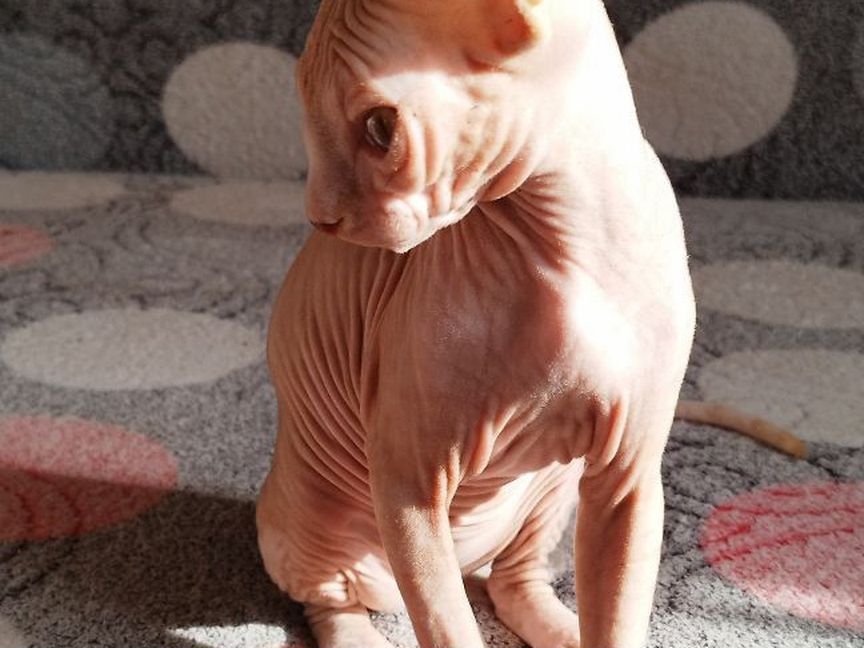 Канадский сфинкс котенок девочка