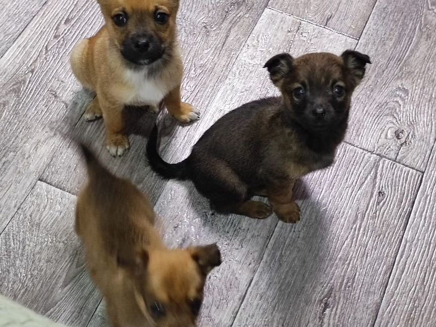 Щенки в добрые руки