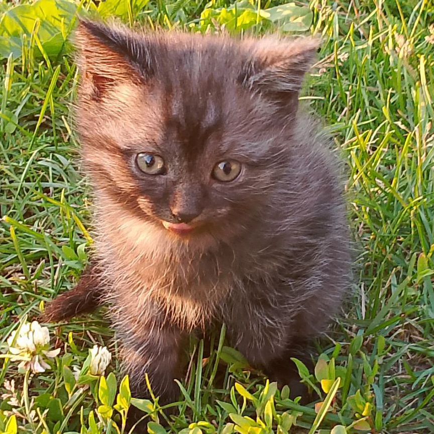 Отдам котят