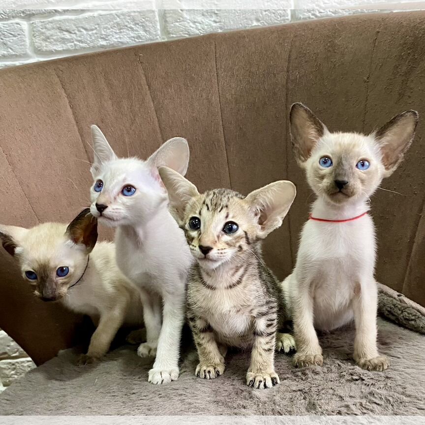 Ориентальный котёнок