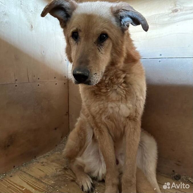 Собака Златан в добрые руки