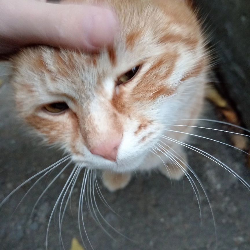 Пристраиваются в добрые руки