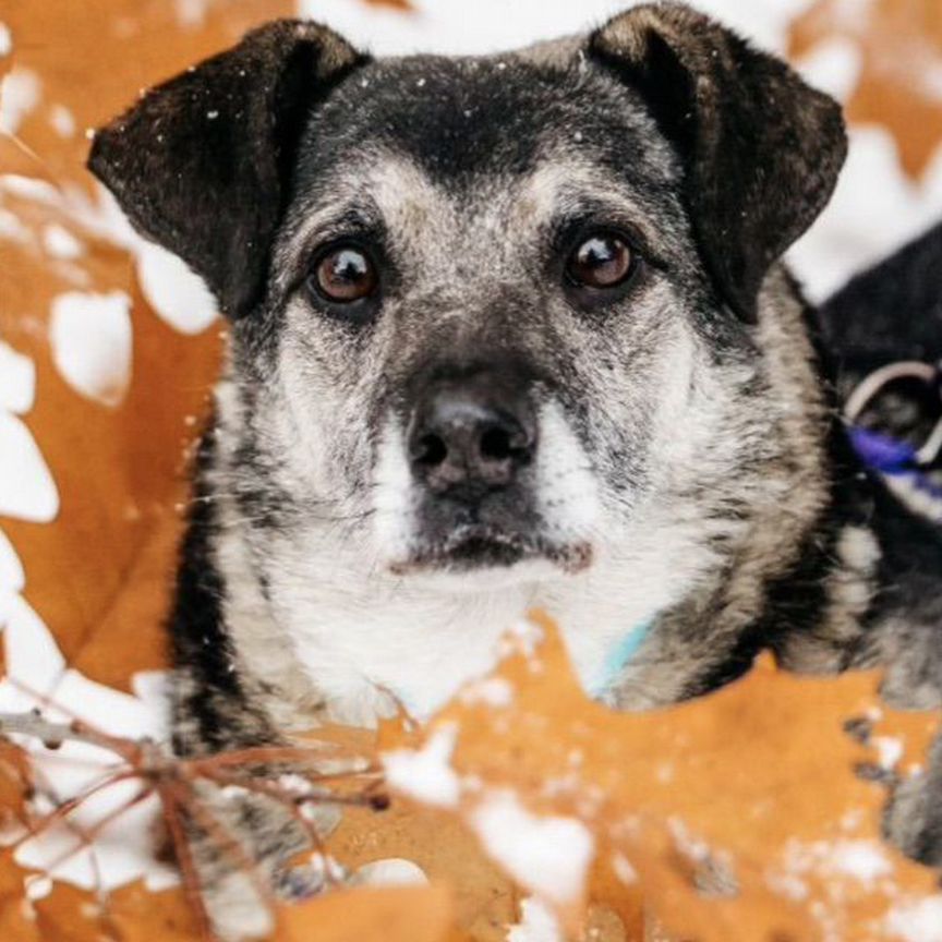 Взрослый пёс в добрые руки