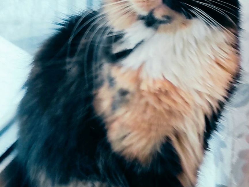 Котенок породистый трёхцветный недолюбленный