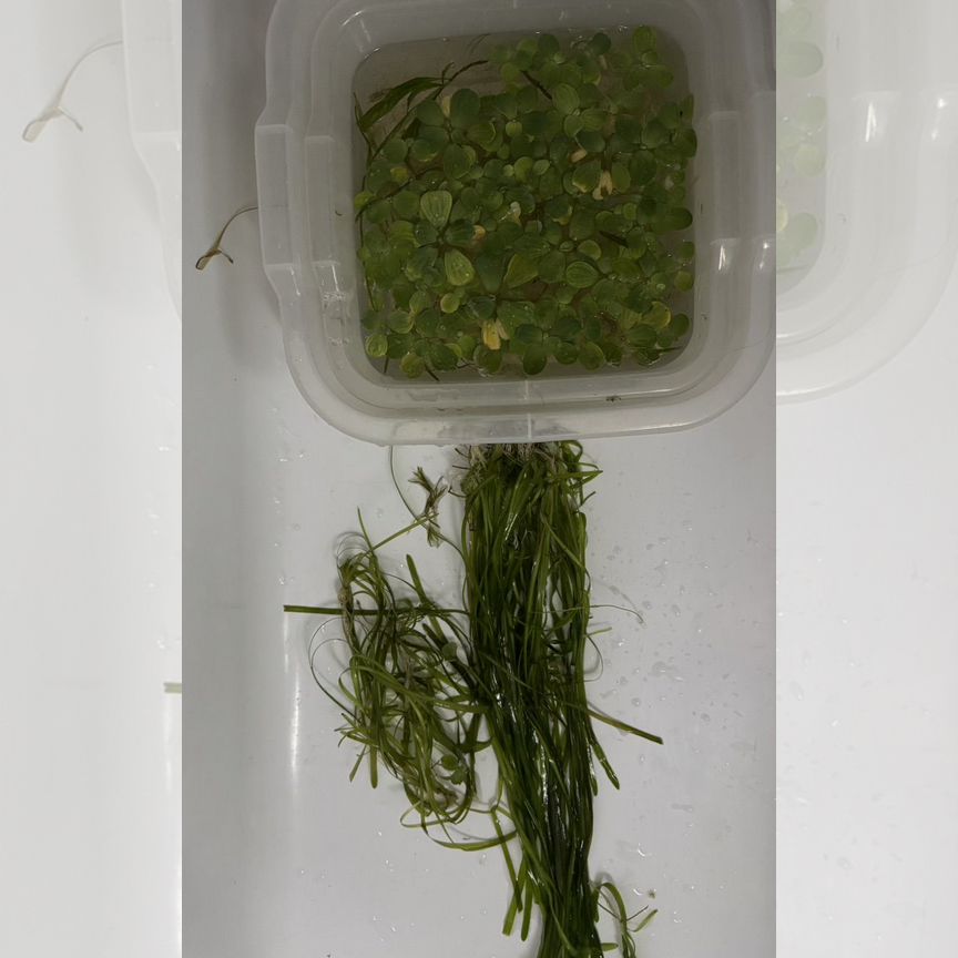 Аквариумные растения, прополка