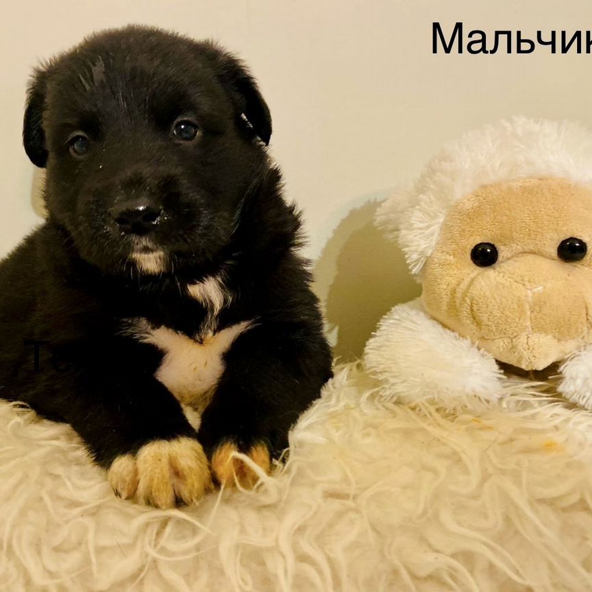 Щенки двортерьера