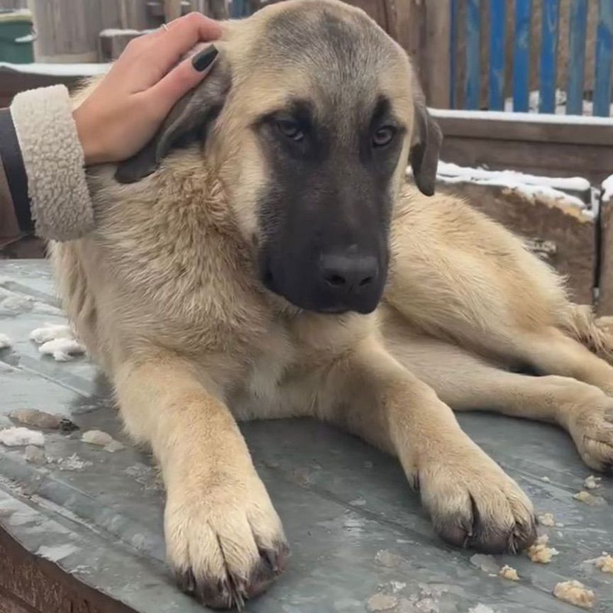 Щеночек мальчик добрячок