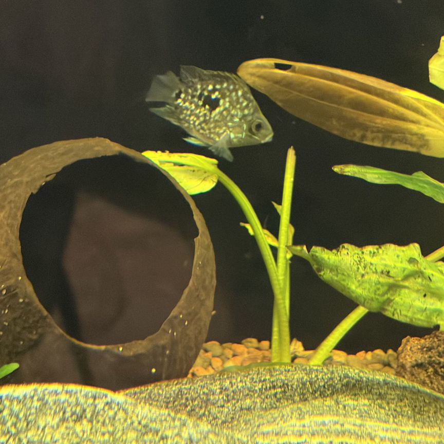 Бриллиантовая цихлазома