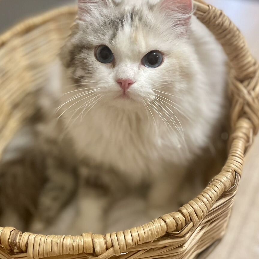 Кошка в добрые руки