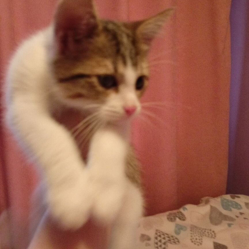 Шотландский прямоухий котик