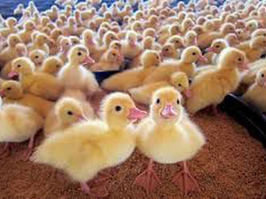 Утята черри велли