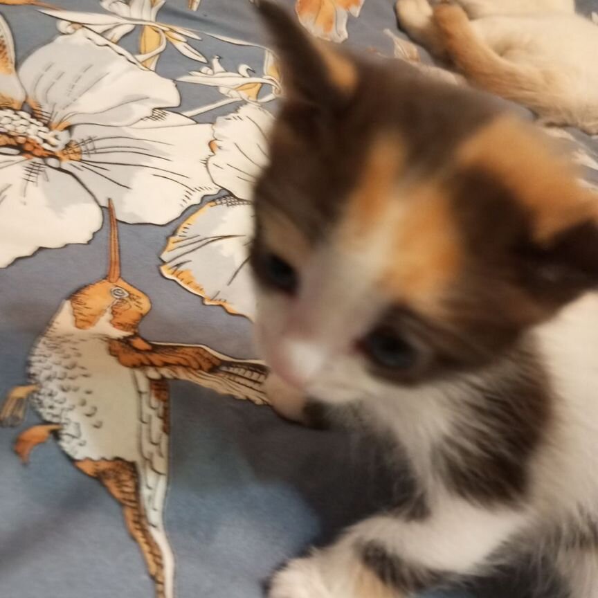 Котята