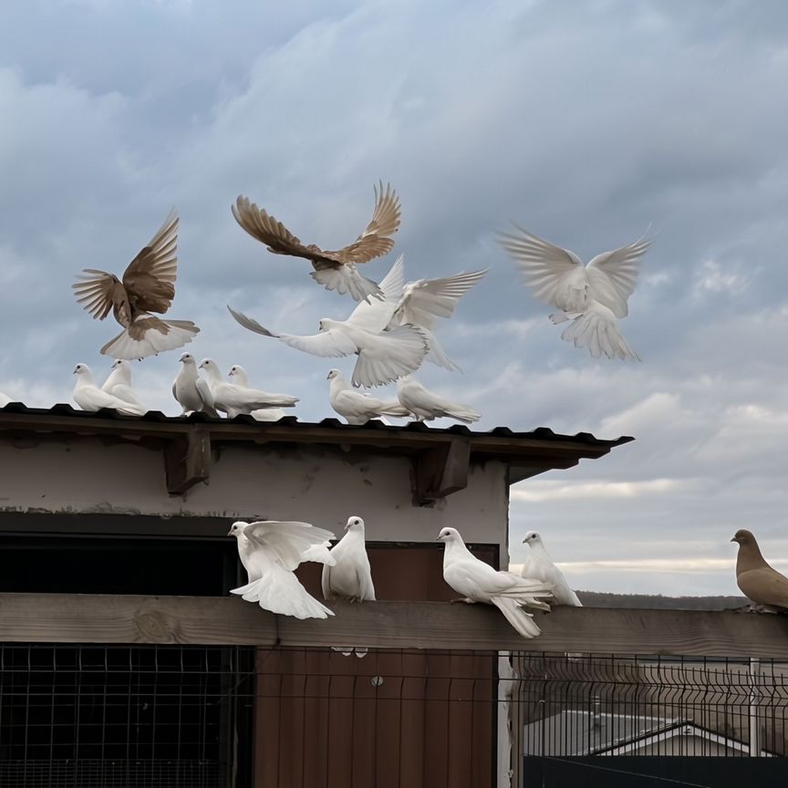 Николаевские голуби