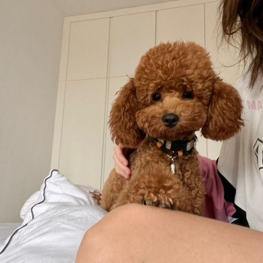 Мальтипу вязка