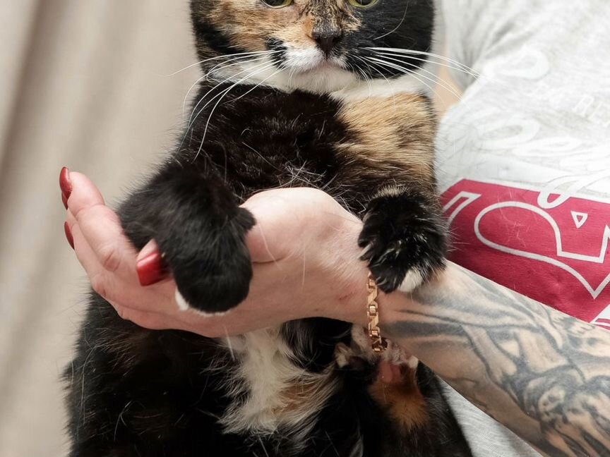Кошка Машенька