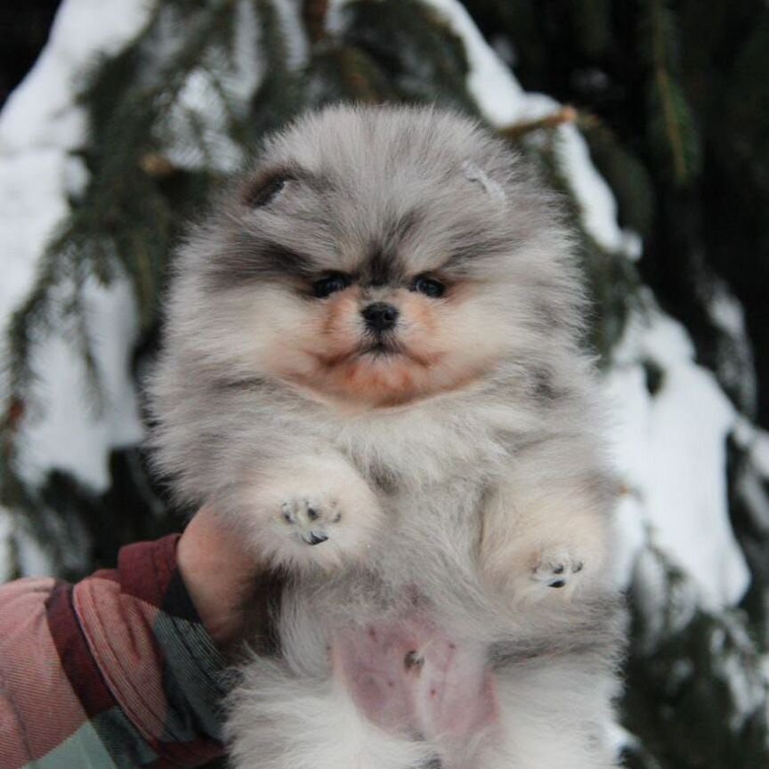 Нос курнос шпиц мерле