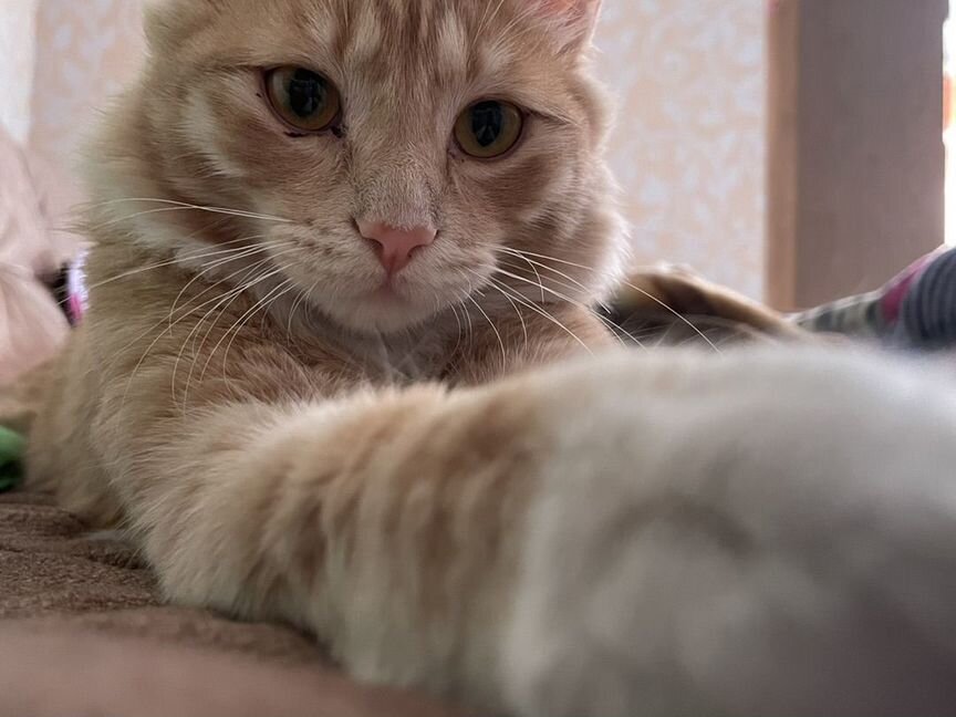 Кот курильский бобтейл