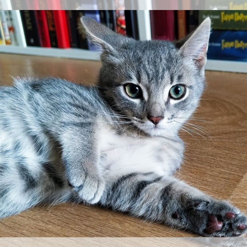 Котенок мальчик в добрые руки