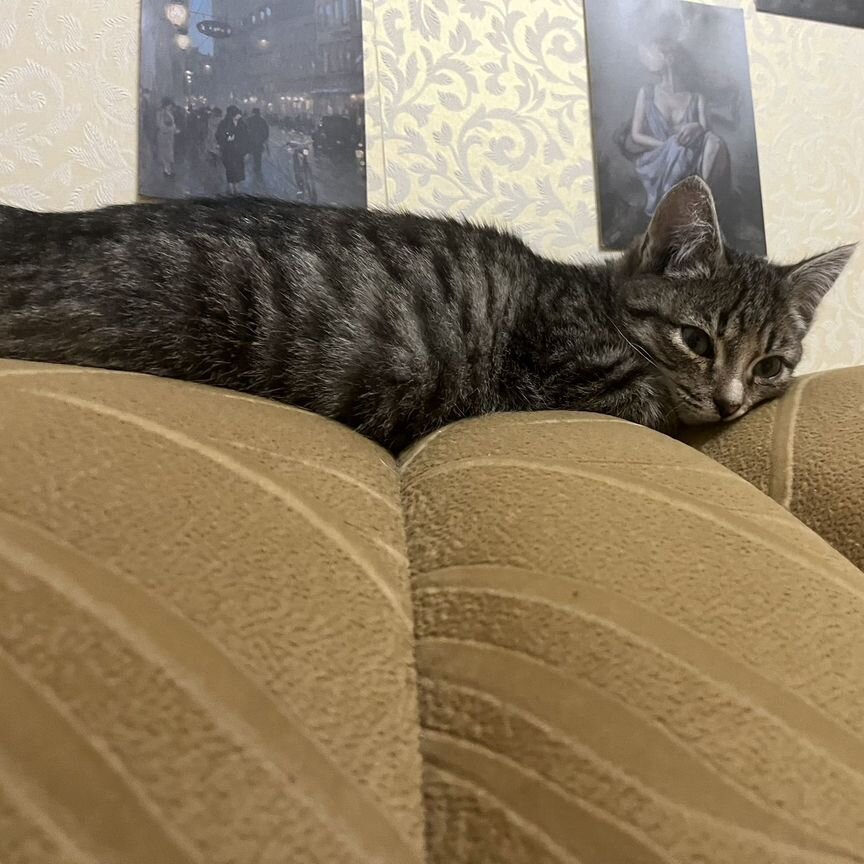 Котёнок в добрые руки