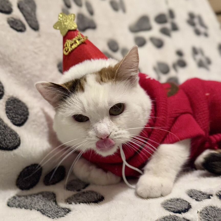 Кошка Горошка ищет дом