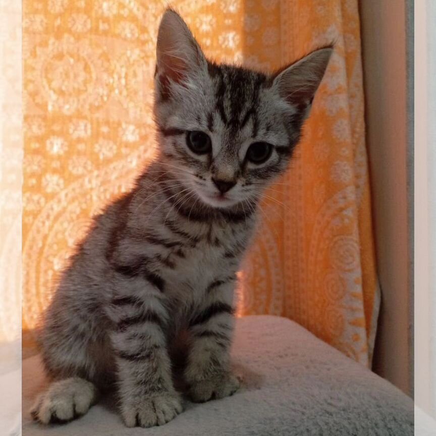 Котёнок в добрые руки