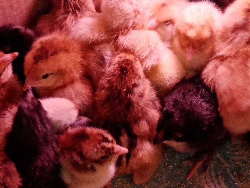 Цыплята домашние