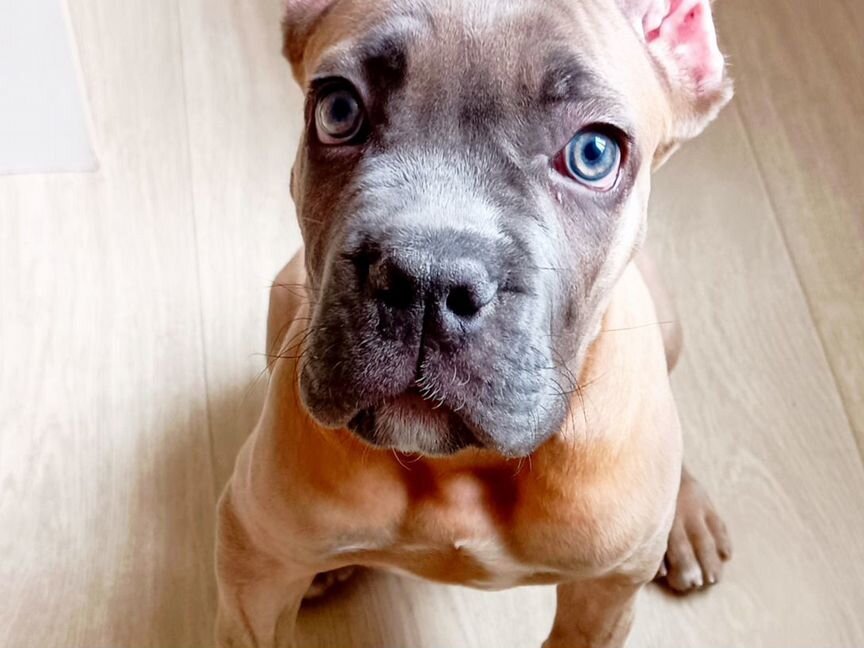 Щенки Кане Корсо