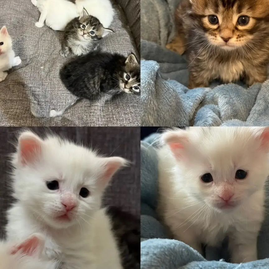 Мейн-кун котёнок