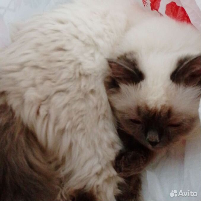 Кошка рег долл 5 мес полных