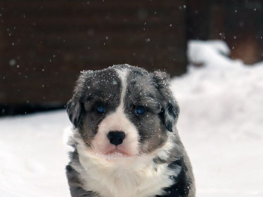 Вельш-корги Кардиган