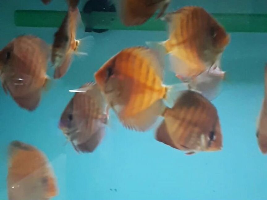 Дискусы мальки (Ред Ковер)