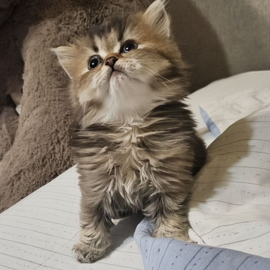 Шотландский прямоухий длинношёрстный котёнок