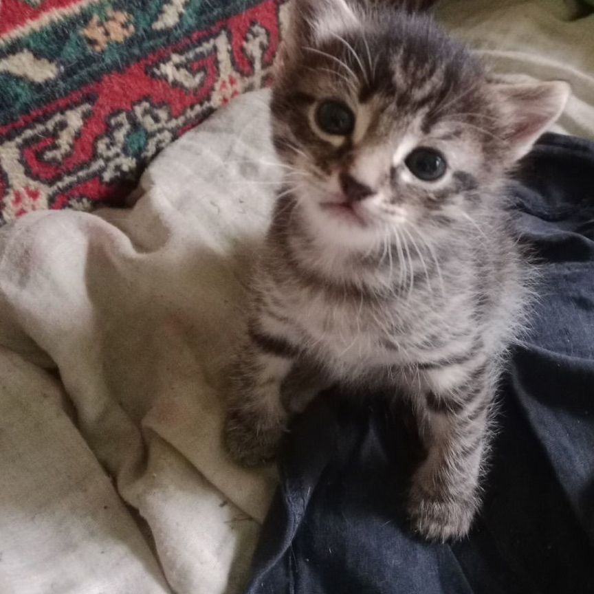 Котёнок в добрые руки