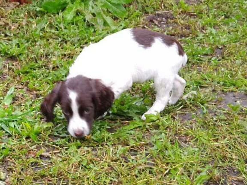 Русский охотничий спаниель щенки