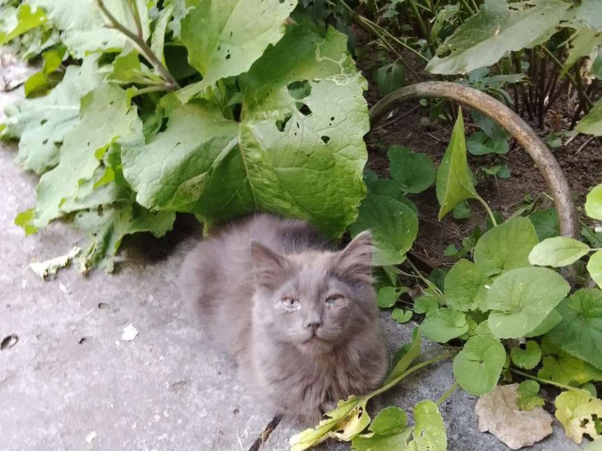 Умерла Нина Валентиновна Пасько.г,Батайск.Кошки